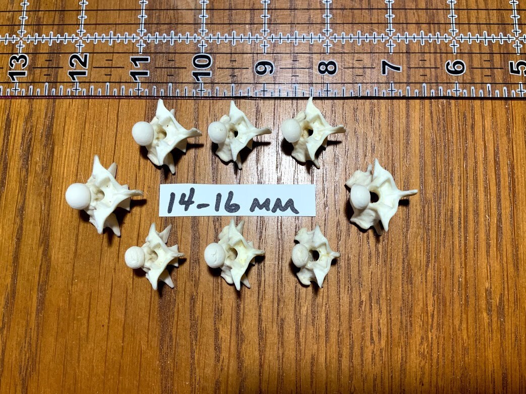 Real Python Vertebrae - Etsy