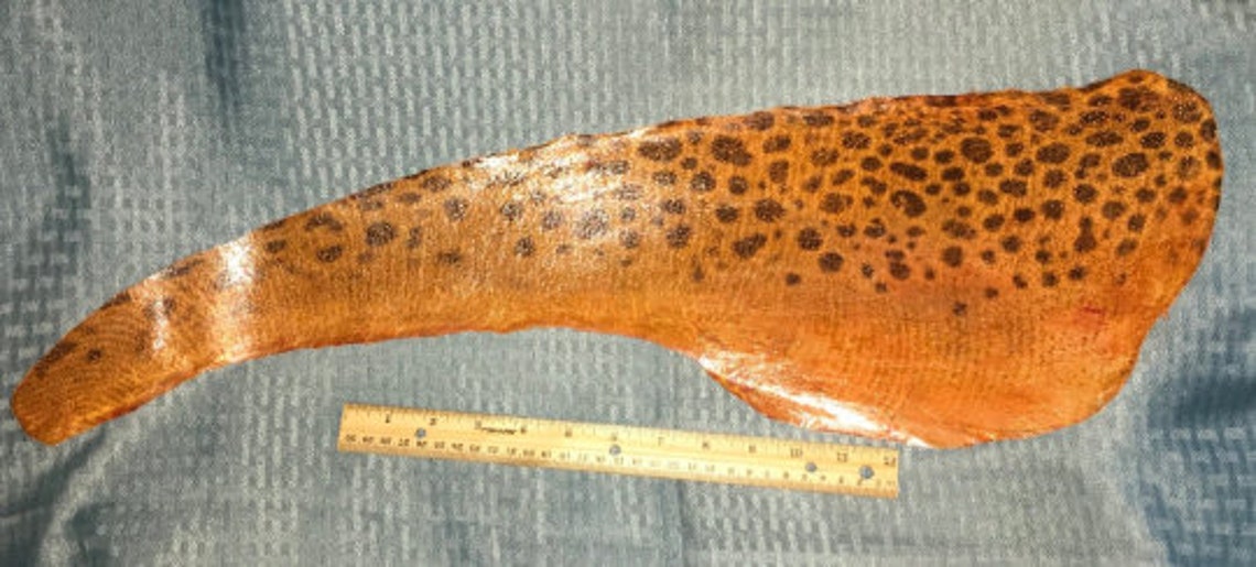 Beautiful EEL Skins Only 4 Colors Left - Etsy