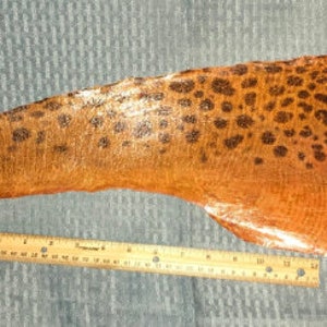 Beautiful EEL Skins! Only 4 Colors Left - Etsy