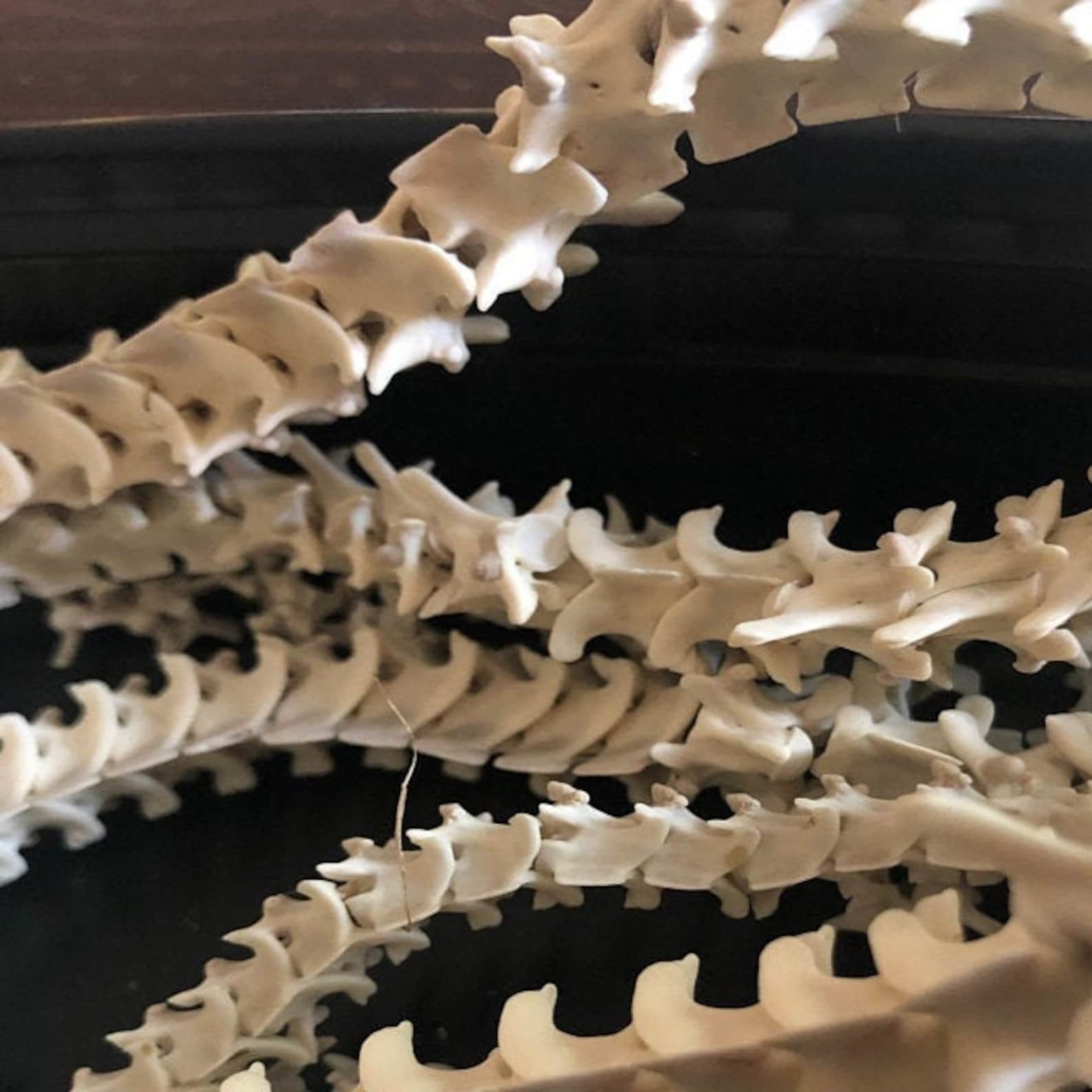 BRIGHT WHITE Rattle Snake Vertebra texas Limited Amount | Etsy