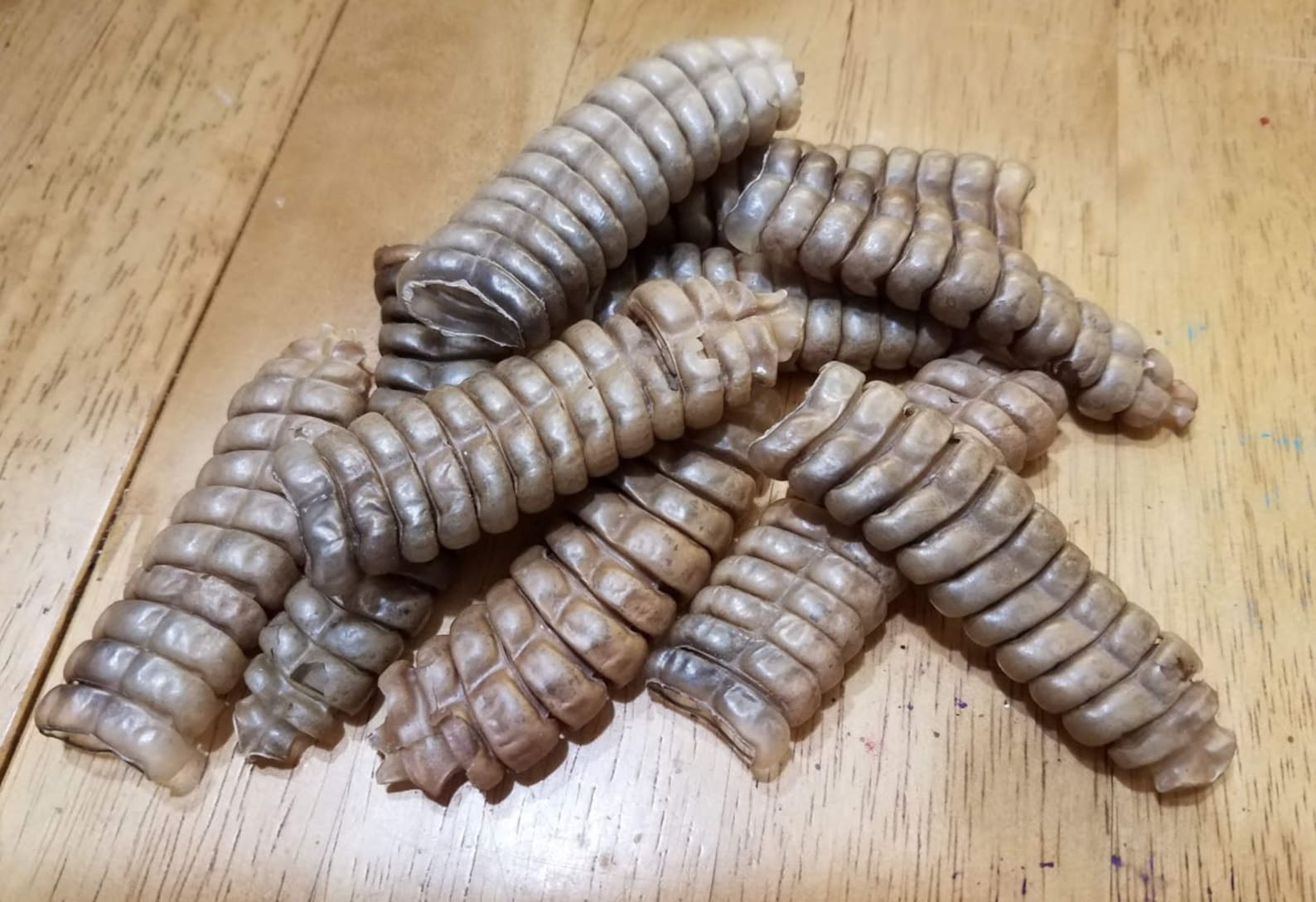 BIG Rattlesnake Rattles Western Diamondback Rattlesnake - Etsy