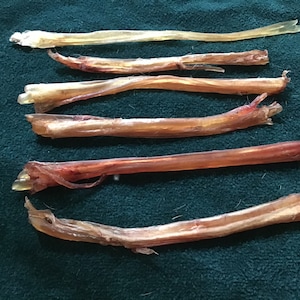 DEER SINEW ~ Proudly Harvested by Hand in TEXAS! - Etsy