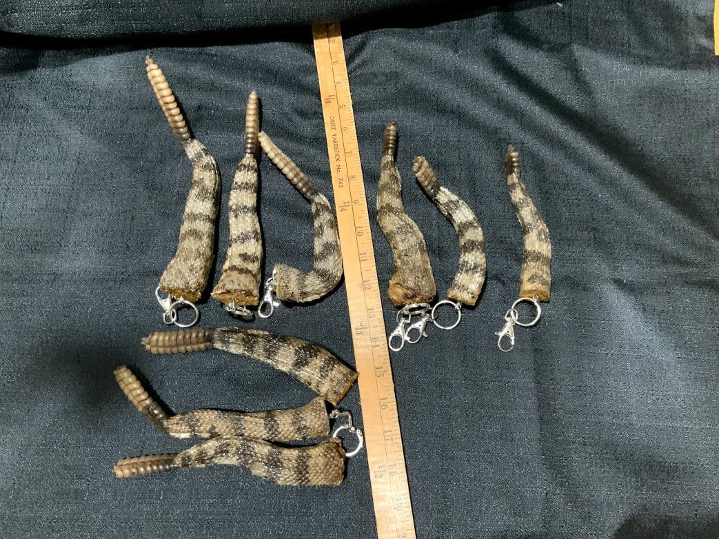 Freeze Dried RATTLESNAKE 'COON' Tails - With Rattlers! - up to 8 Inches ...