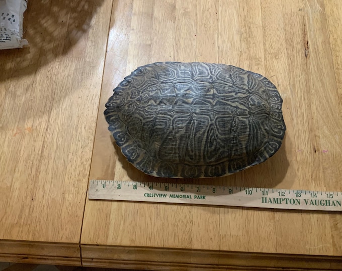 Vintage Turtle Shell Large Taxidermy Curiosities Garden Natural ...