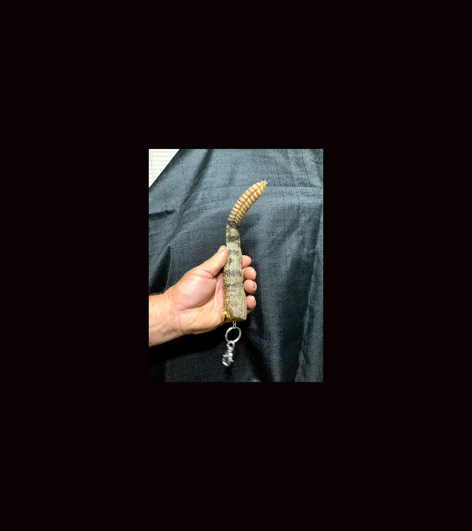 Freeze Dried RATTLESNAKE 'COON' Tails - With Rattlers! - up to 8 Inches ...