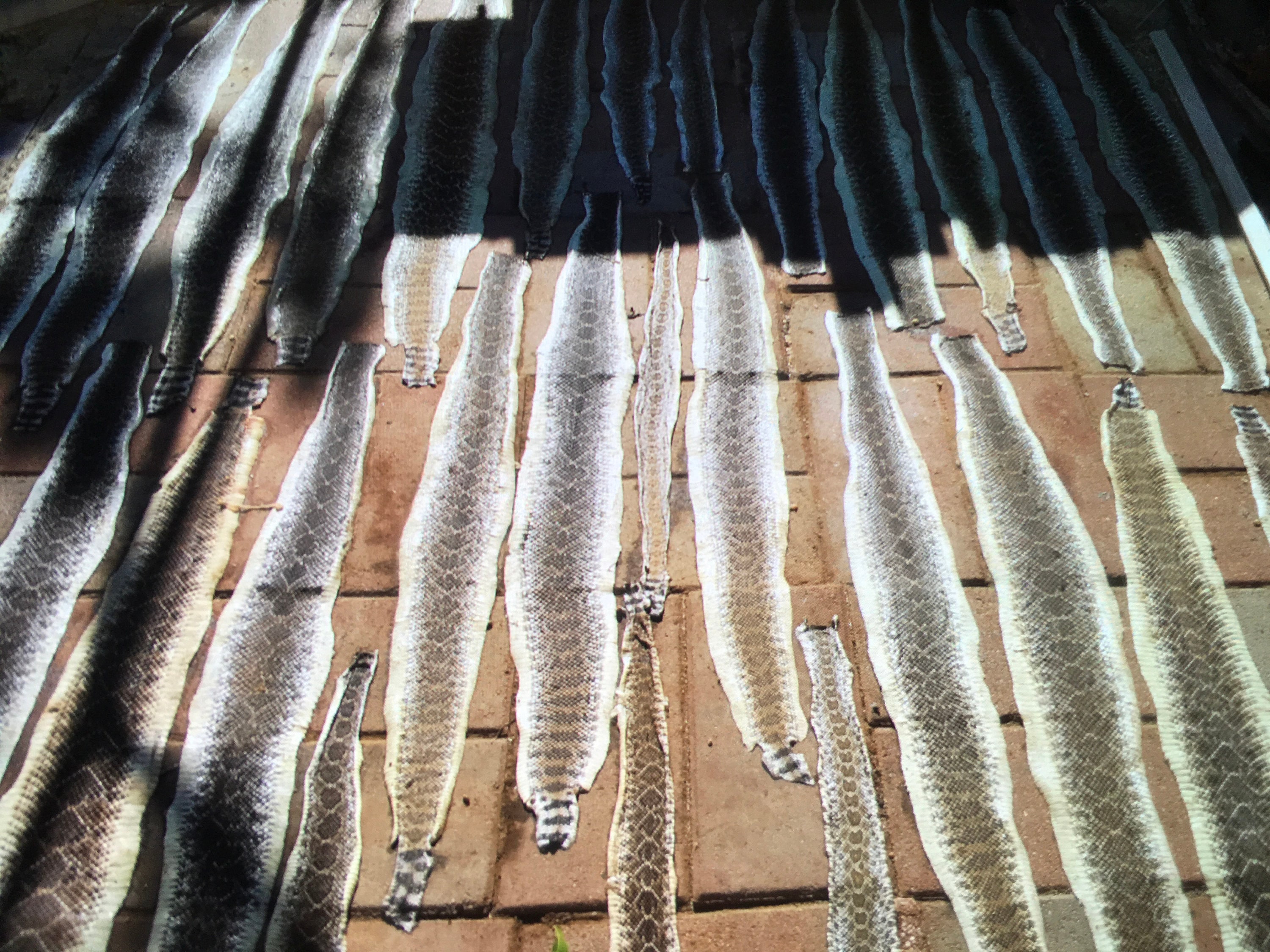 Diamondback Rattlesnake Skin W/O Rattle Some WIDE Ones - Etsy