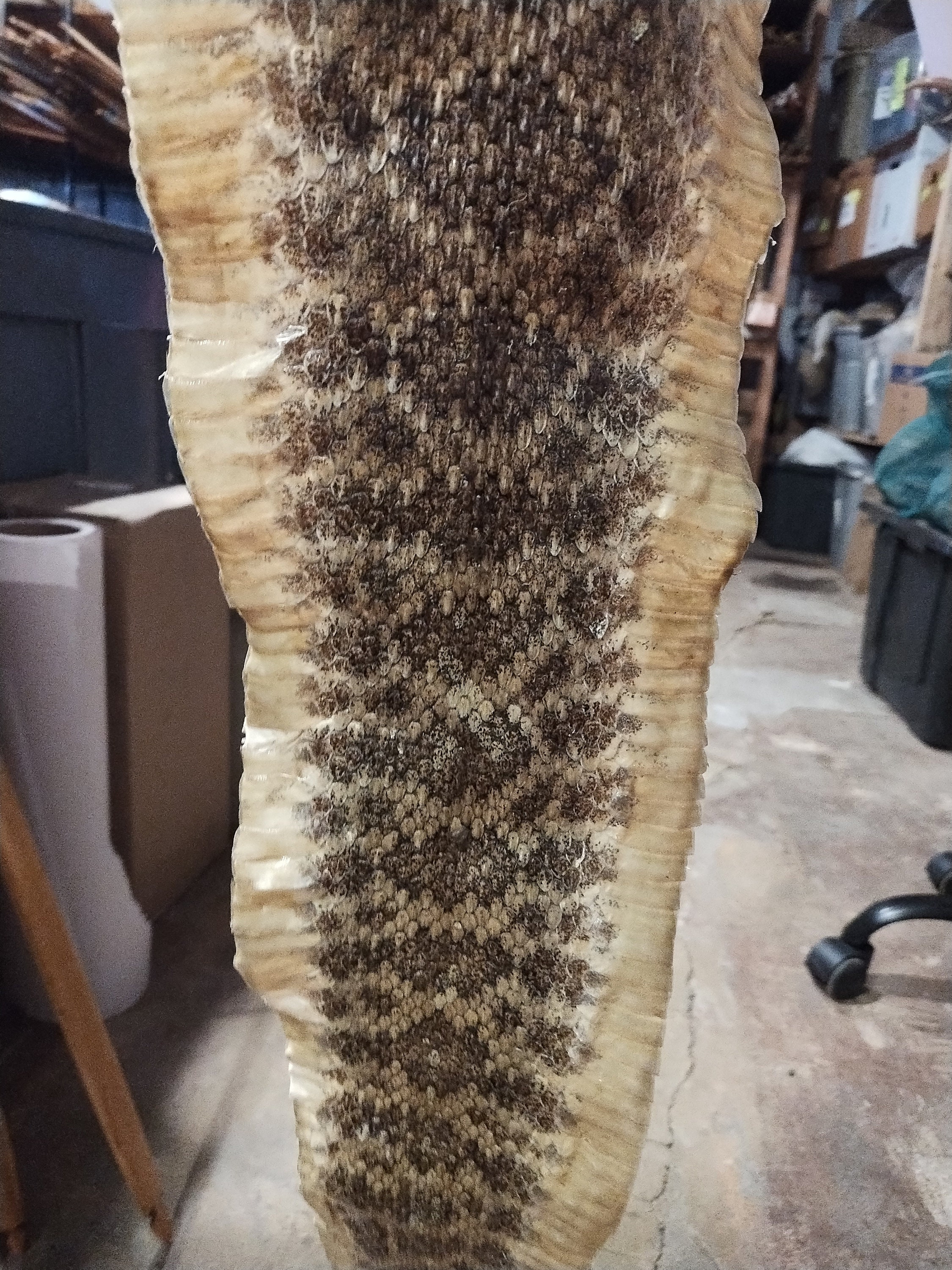 TANNED Western Diamondback Rattlesnake Skins - Etsy