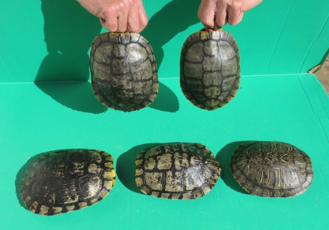 Red-eared Slider Turtle Shells - Etsy