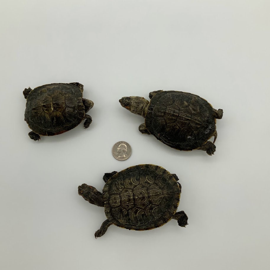 TURTLES FREEZE DRIED Best Pet Ever - Etsy