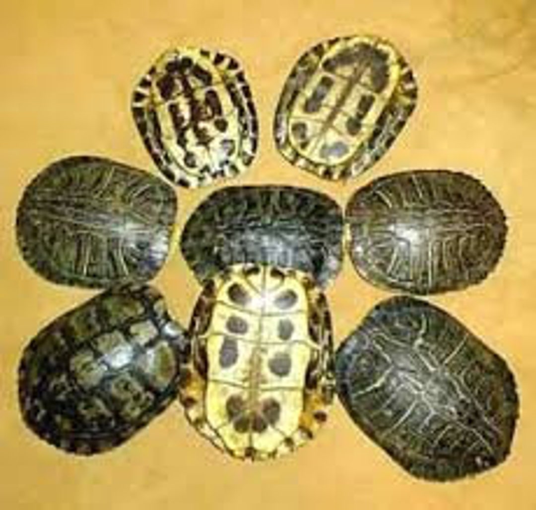 Red-eared Slider Turtle Shells - Etsy