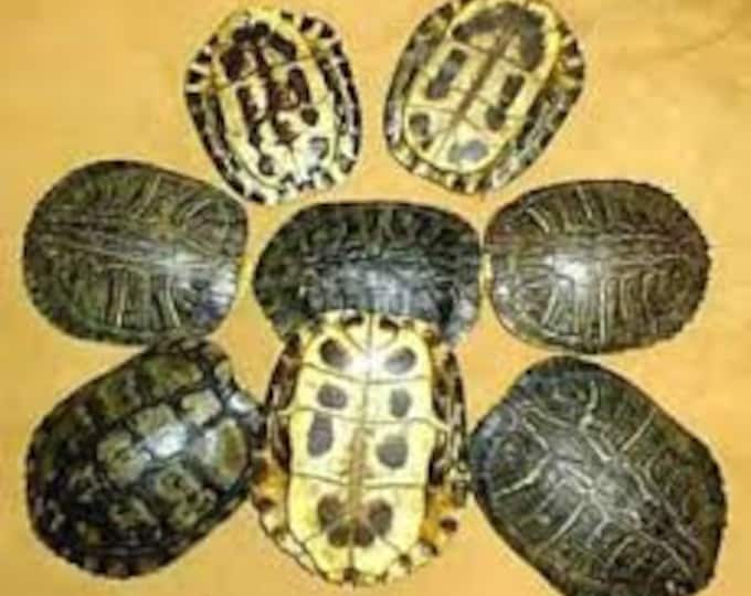 Small Natural Red Eared Slider Turtle Shells 4 5 1/2 Inch CHOOSE Your ...