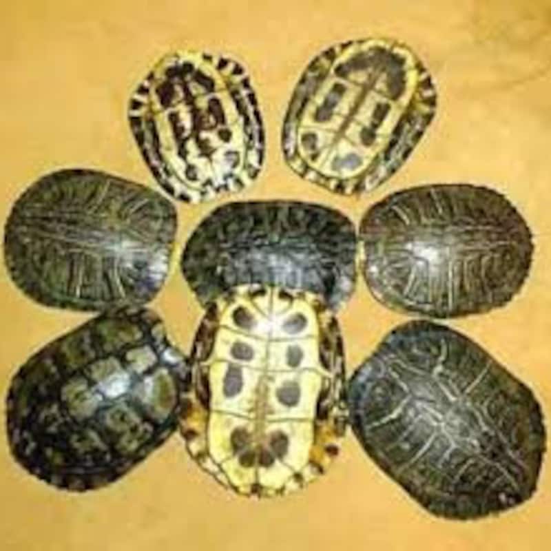 Turtle Lamp Shell - Etsy