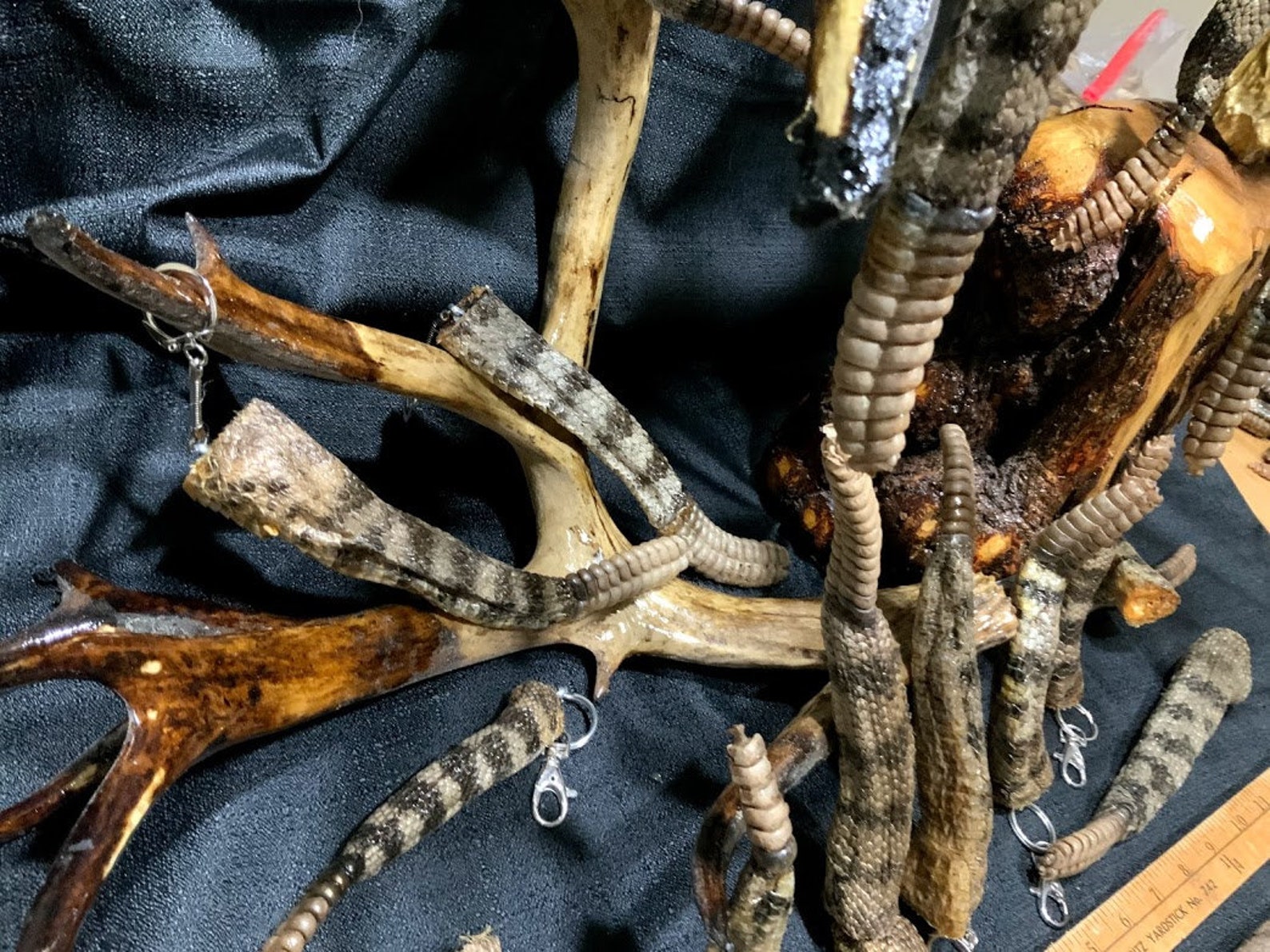 Freeze Dried RATTLESNAKE 'COON' Tails - With Rattlers! - up to 8 Inches ...