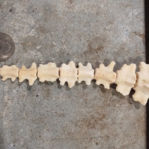 Articulated BEAVER TAIL Bones - Etsy