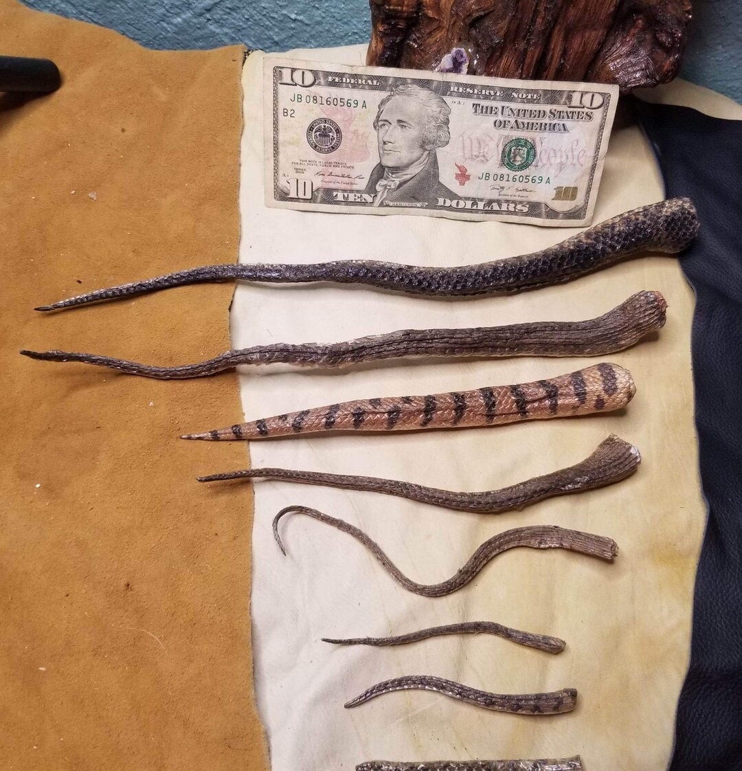 Assorted SNAKE TAILS Freeze-dried - Etsy