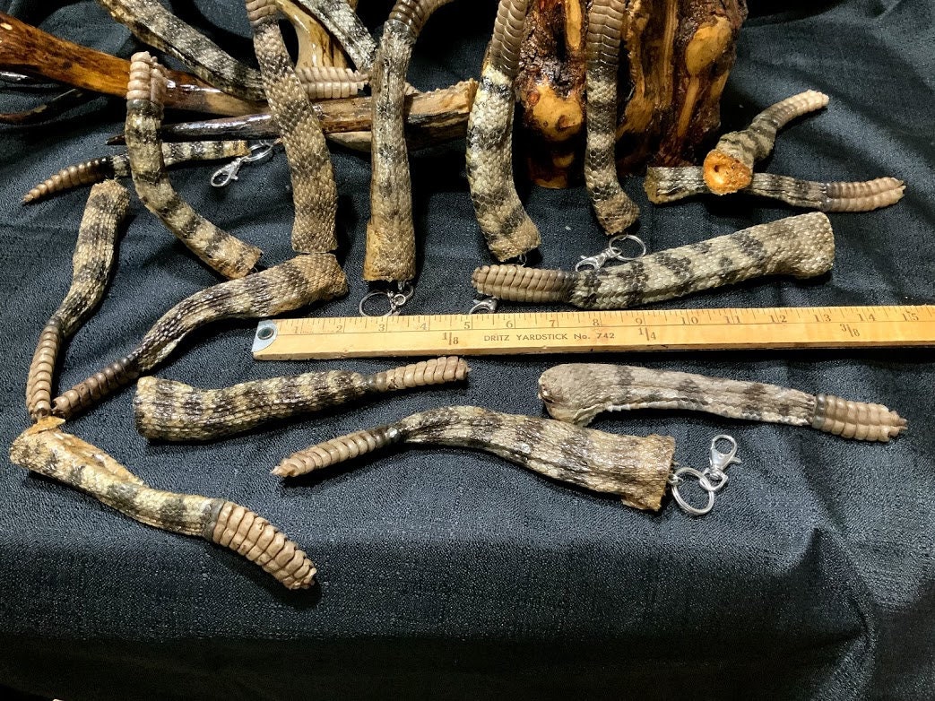 Freeze Dried RATTLESNAKE 'COON' Tails - With Rattlers! - up to 8 Inches ...
