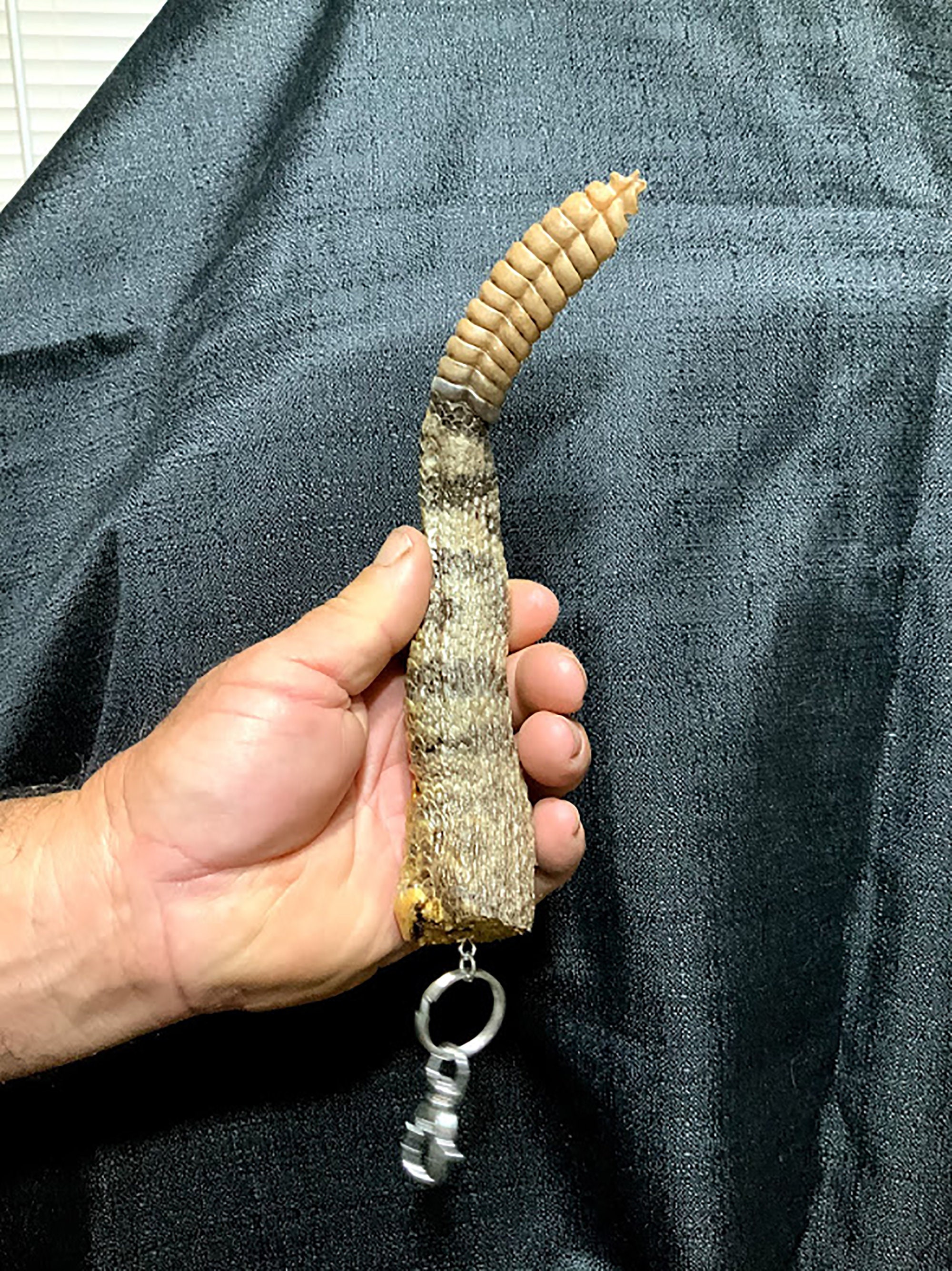 Freeze Dried RATTLESNAKE 'COON' Tails - With Rattlers! - up to 8 Inches ...