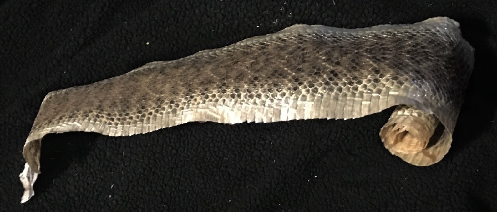 Rattlesnake Skin WITH RATTLE - Etsy