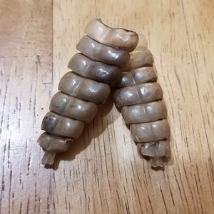 BIG Rattlesnake Rattles ~ Western Diamondback Rattlesnake - Etsy