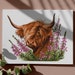 Highland Cow & Heather Print - Heilan Coo Drawing - Hairy Coo Digital ...
