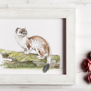 Stoat Print From an Original Ink Drawing - Ermine Coat Transition ...