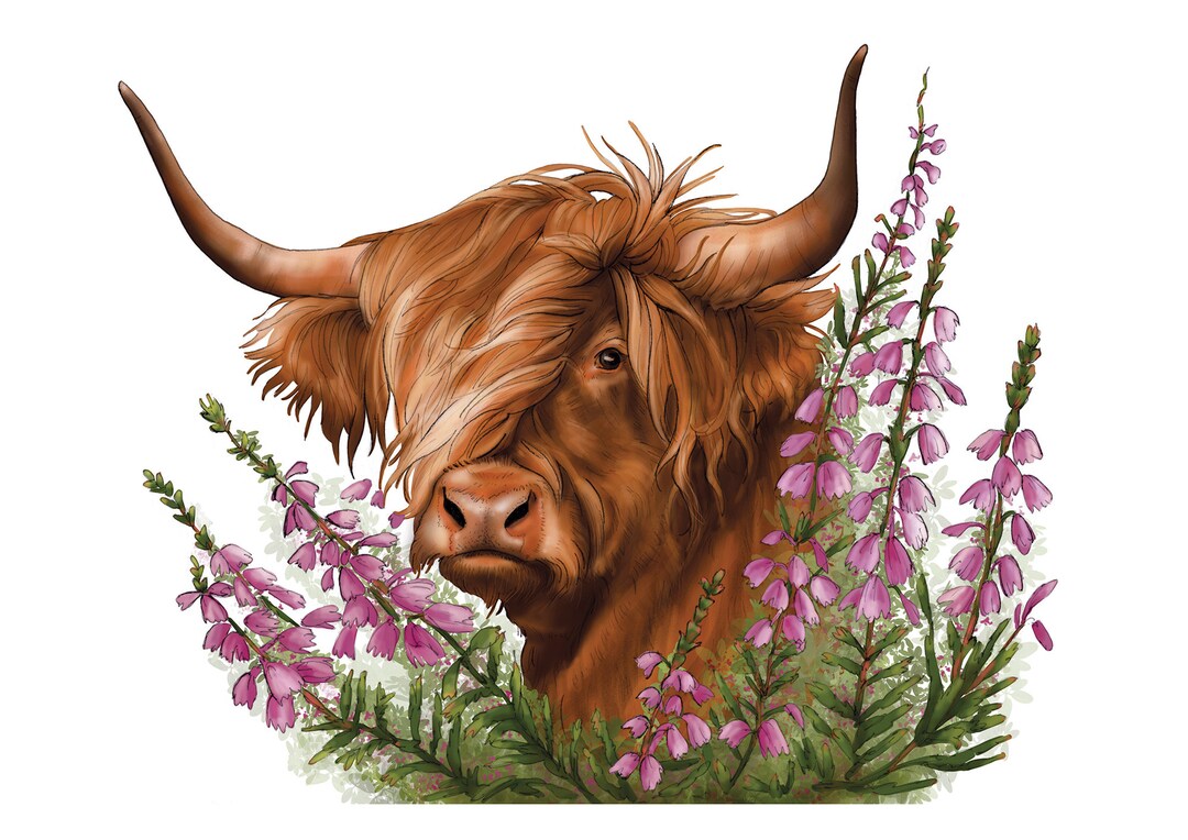 Highland Cow & Heather Print - Heilan Coo Drawing - Hairy Coo Digital ...