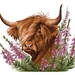 Highland Cow & Heather Print - Heilan Coo Drawing - Hairy Coo Digital ...