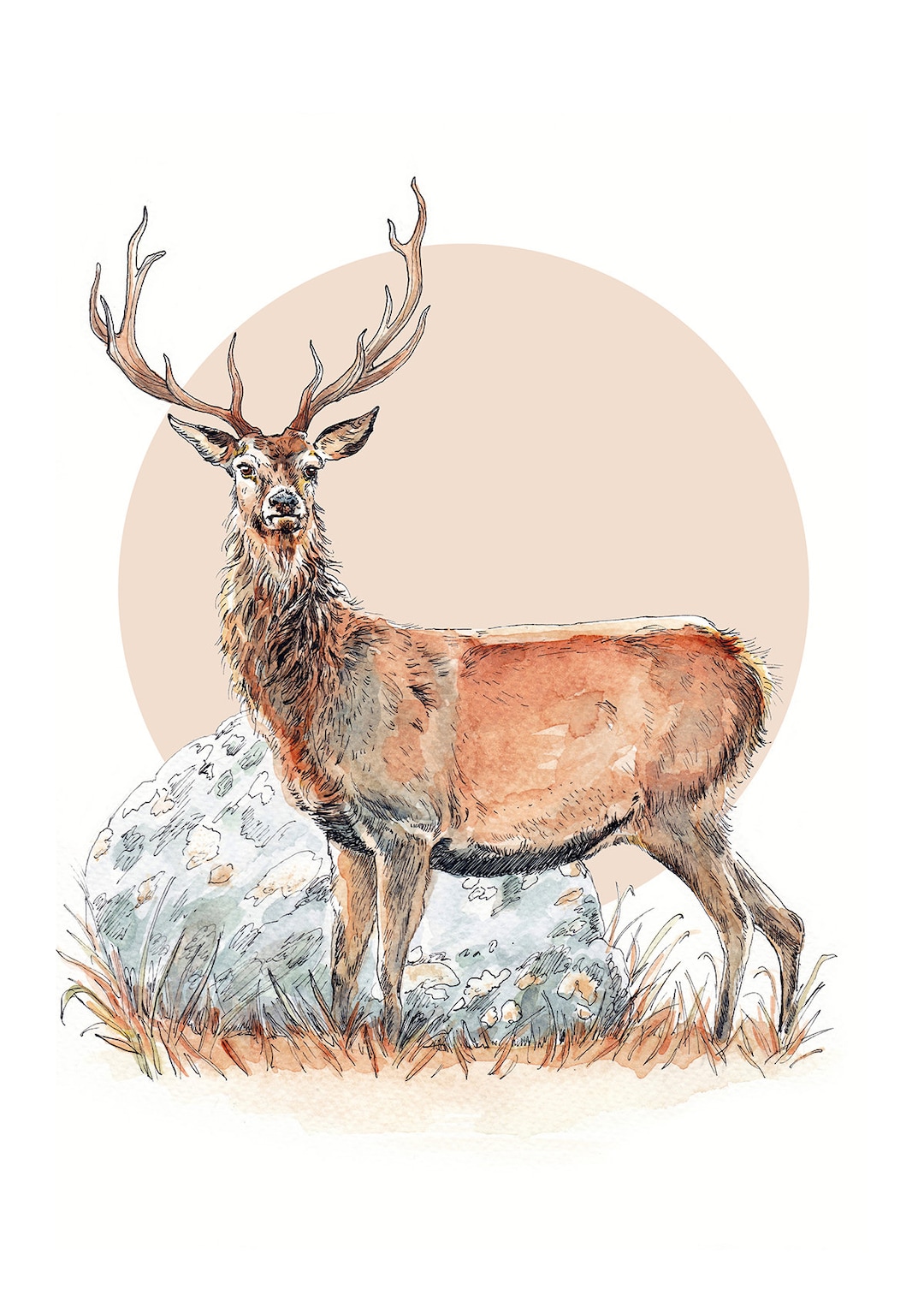 Stag in the Highlands Print - Red Deer - Print From a Pen Drawing and ...