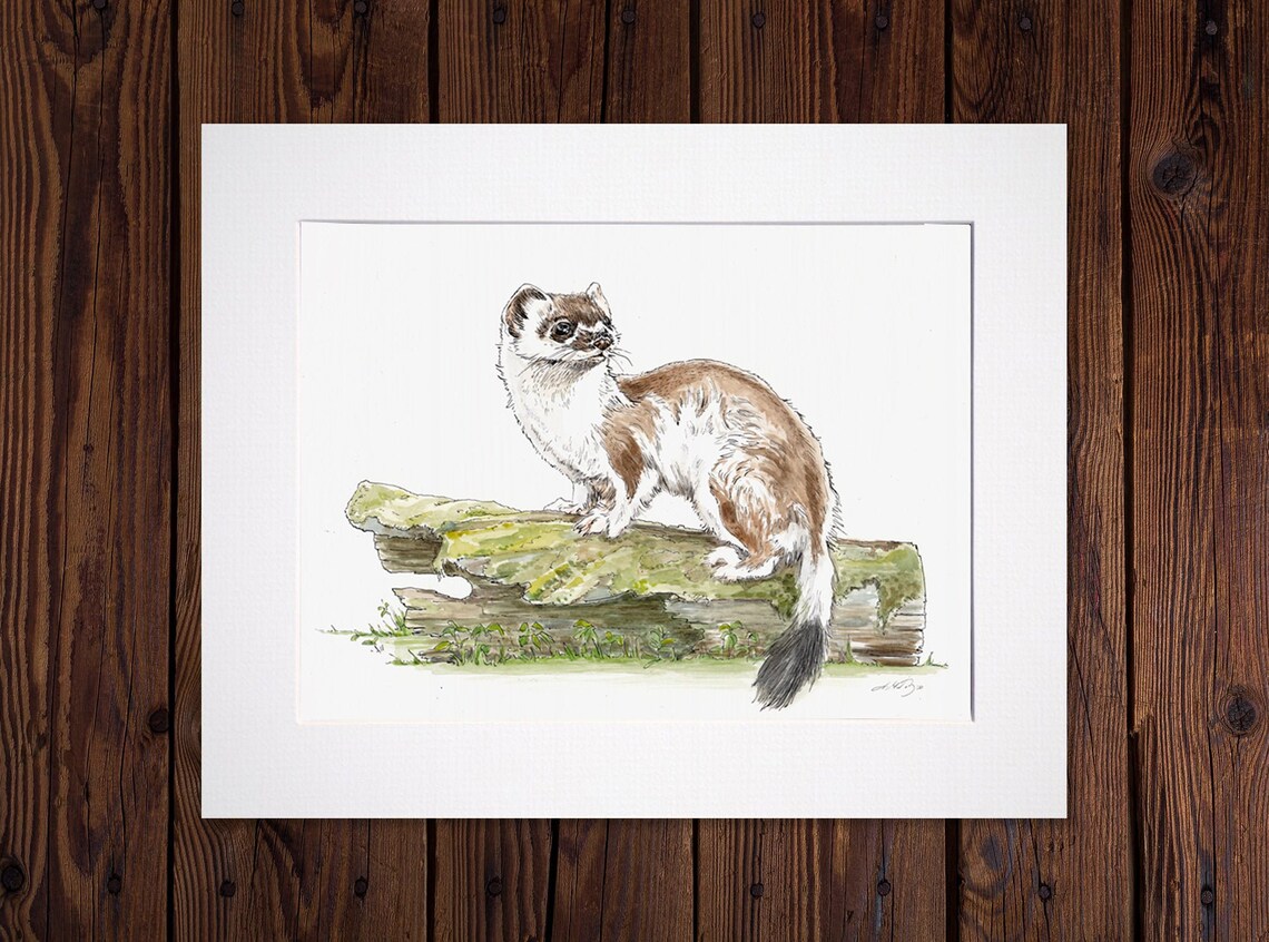 Stoat Print From an Original Ink Drawing - Ermine Coat Transition ...