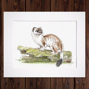 Stoat Print From an Original Ink Drawing - Ermine Coat Transition ...