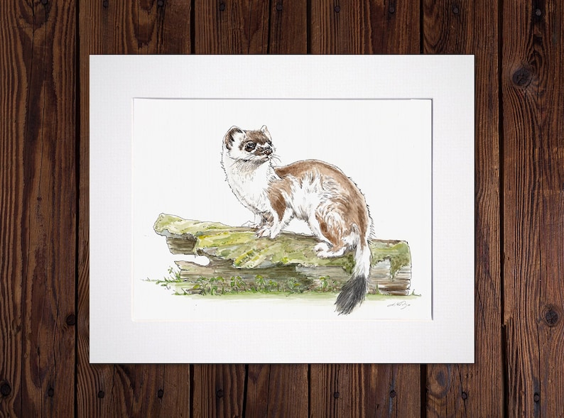 Stoat Print From an Original Ink Drawing Ermine Coat - Etsy UK