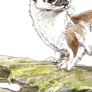 Stoat Print From an Original Ink Drawing - Ermine Coat Transition ...