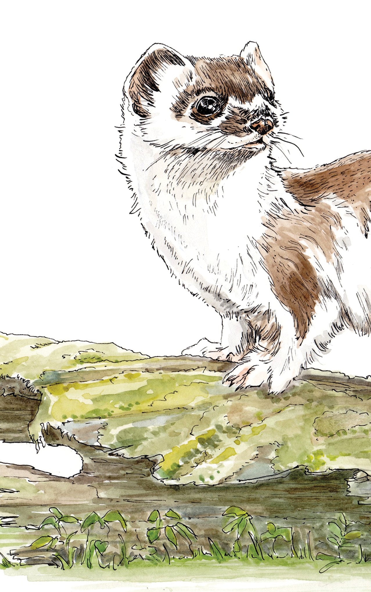 Stoat Print From an Original Ink Drawing Ermine Coat - Etsy UK