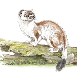 Stoat Print From an Original Ink Drawing - Ermine Coat Transition ...