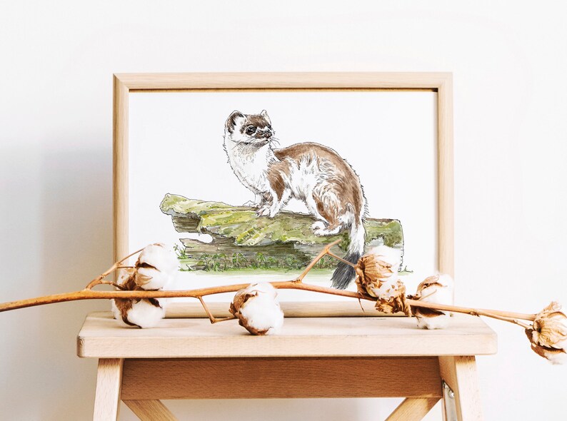 Stoat Print From an Original Ink Drawing Ermine Coat - Etsy UK