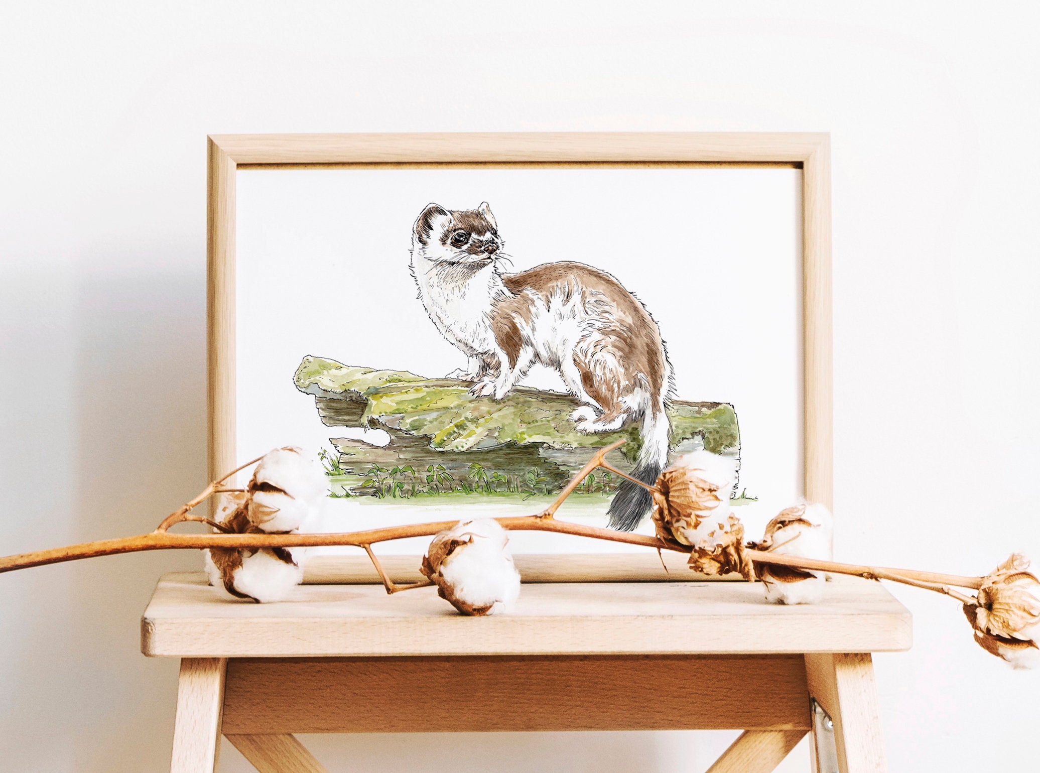 Stoat Print From an Original Ink Drawing Ermine Coat - Etsy UK