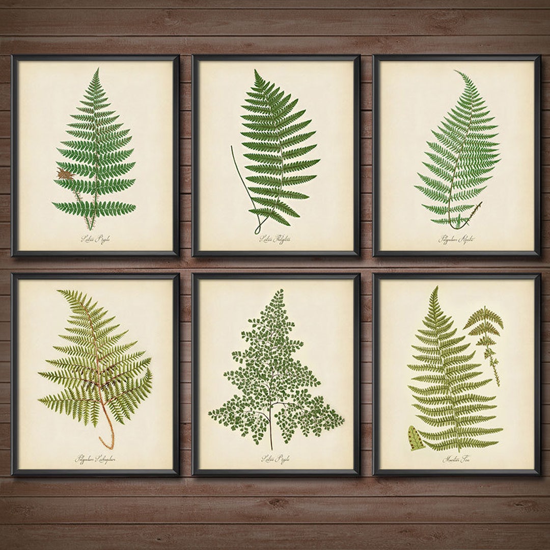 Fern Print SET OF 6 Botanical Prints Posters Kitchen Restaurant ...