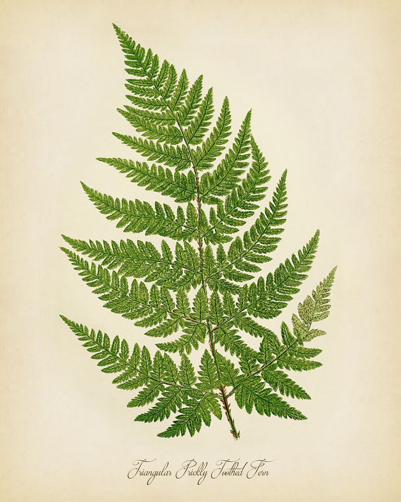 Fern Art Set SET OF 3 Fern Botanical Print Kitchen Fern - Etsy