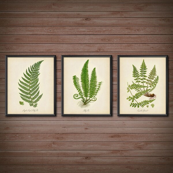Vintage Fern Print Poster - Etsy