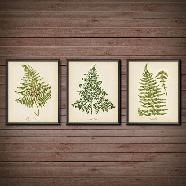 Vintage Fern - Etsy