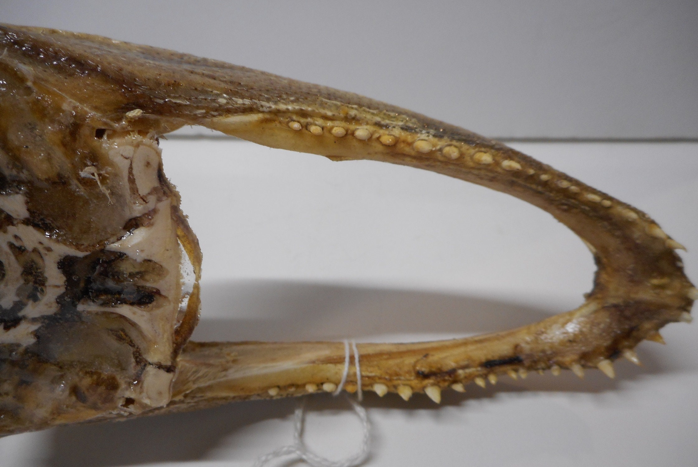 Flintknapped Snake River Agate Blade on Gator Jawbone Handle W/display ...