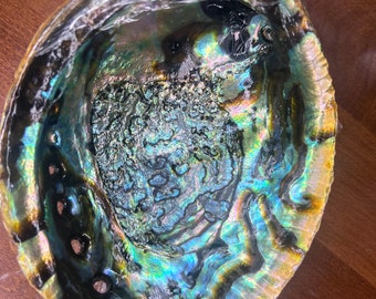 Abalone Shell - Etsy