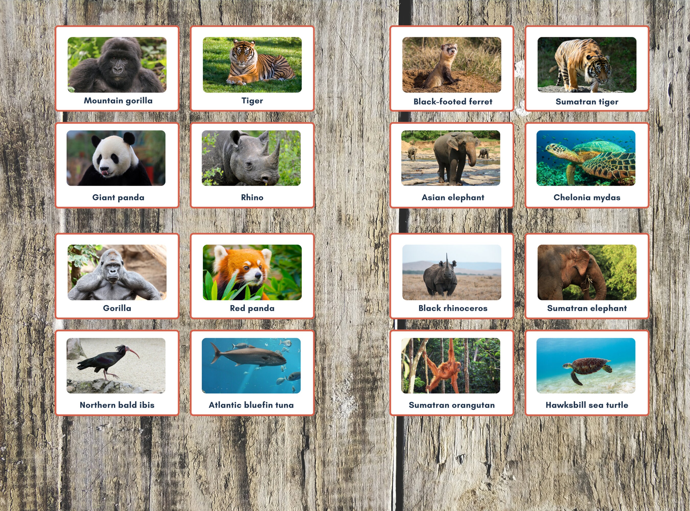 Endangered Species Poster Endangered Species Cards - Etsy