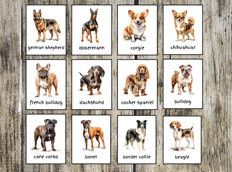Breeds of Dogs Flashcards, Dog Breed Flashcards Kids, 25 Montessori ...
