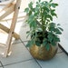 Peetal Matte Gold Brass Planter I Elegant Matte Gold Brass Planter I ...