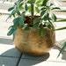 Peetal Matte Gold Brass Planter I Elegant Matte Gold Brass Planter I ...