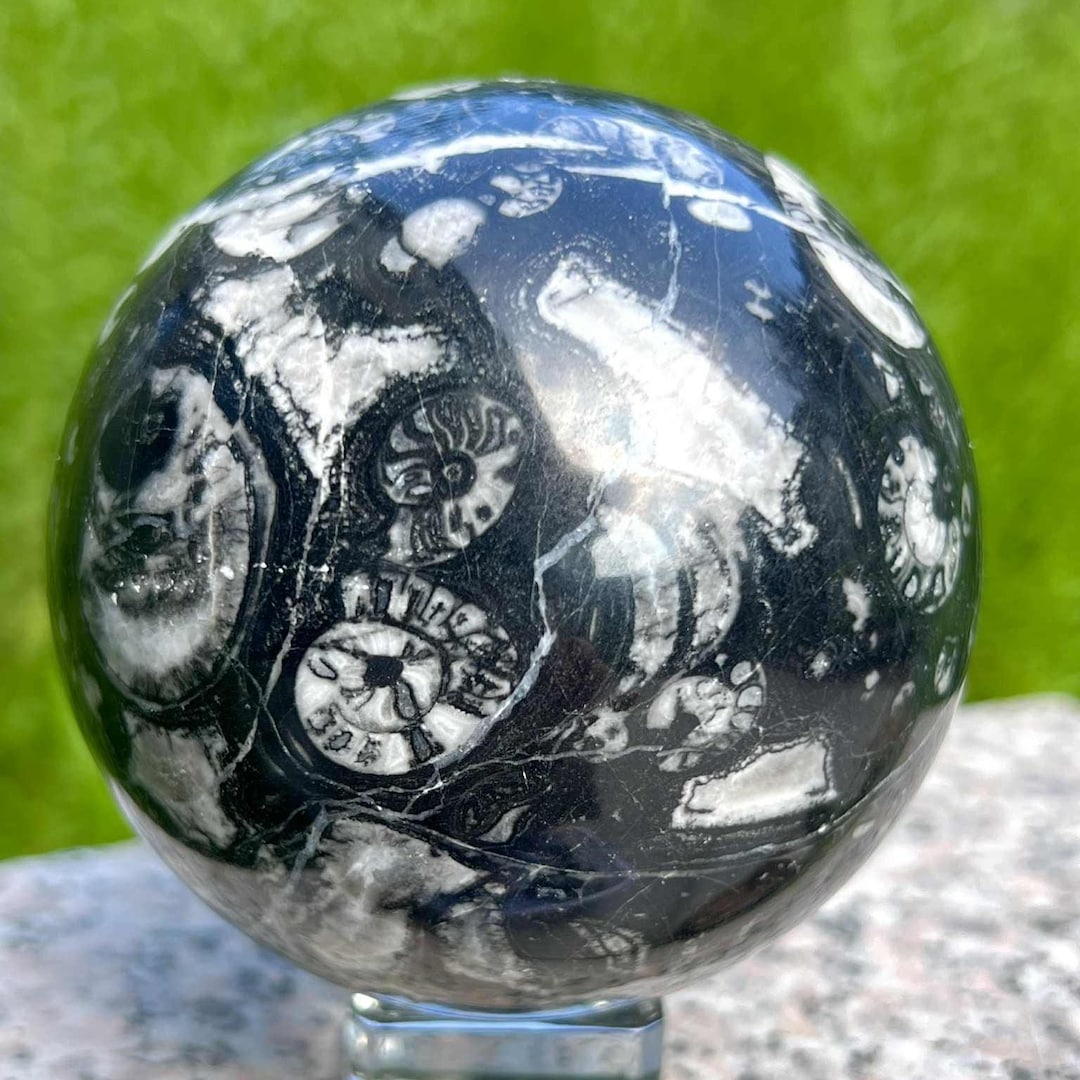 FOSSIL SPHERE W/ Fish + Ammonites * Black & White Rock #1, Stone - Etsy