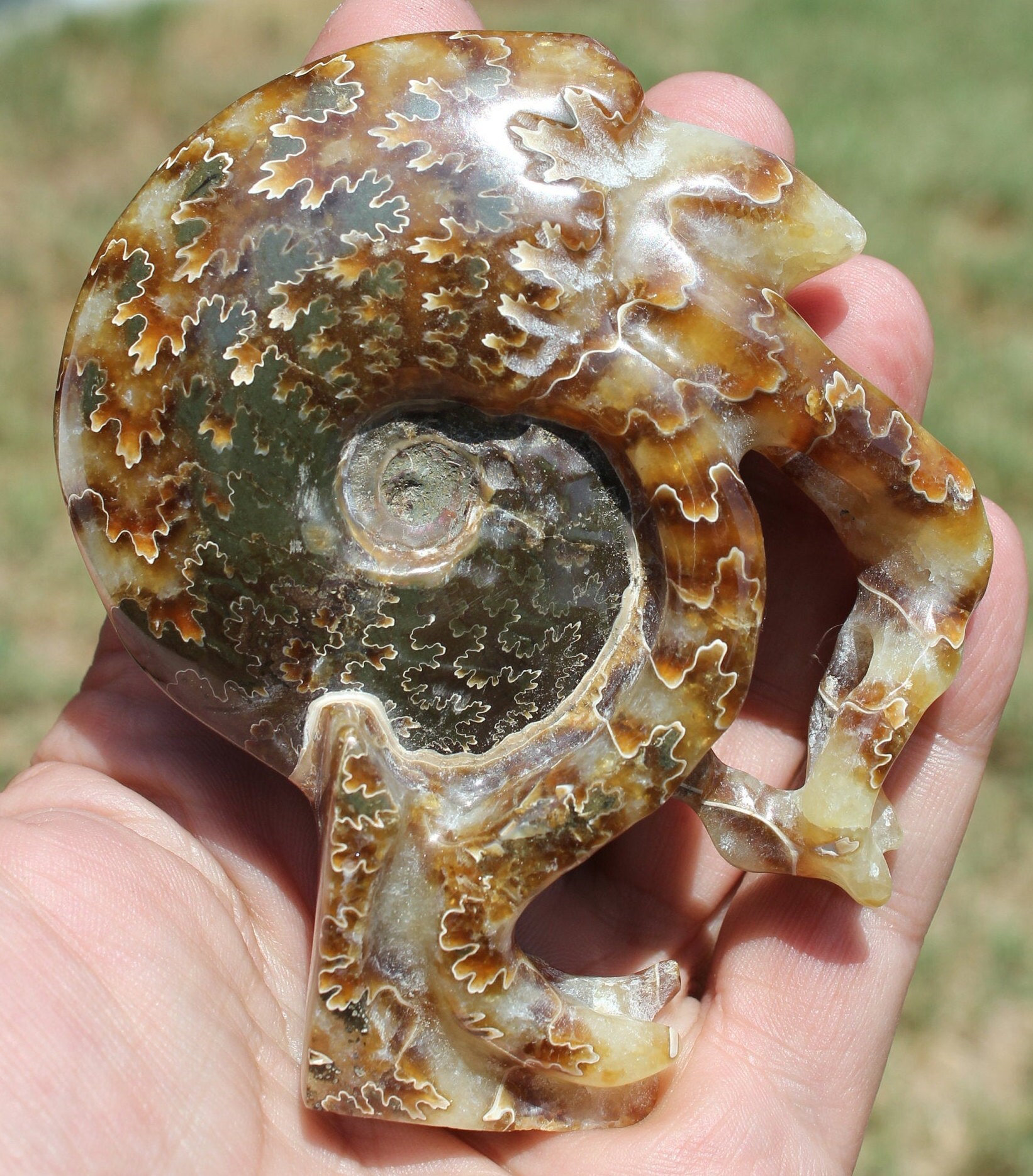 4 Inch CARVED AMMONITE w/ TENTACLES Display Collector Piece | Etsy