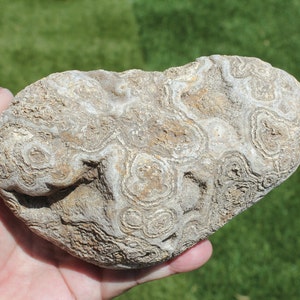 NATURAL STROMATOLITE STONE * Orbicular Rock, Botryoidal W/ Orbs ...