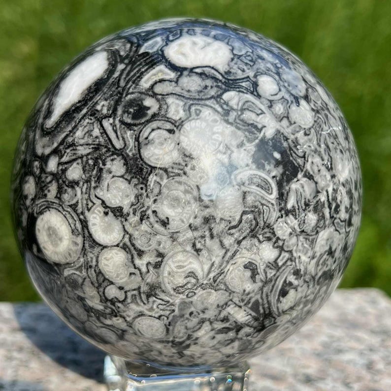 FOSSIL SPHERE W/ Ammonites * Black & White Stone #2, Rock - Etsy